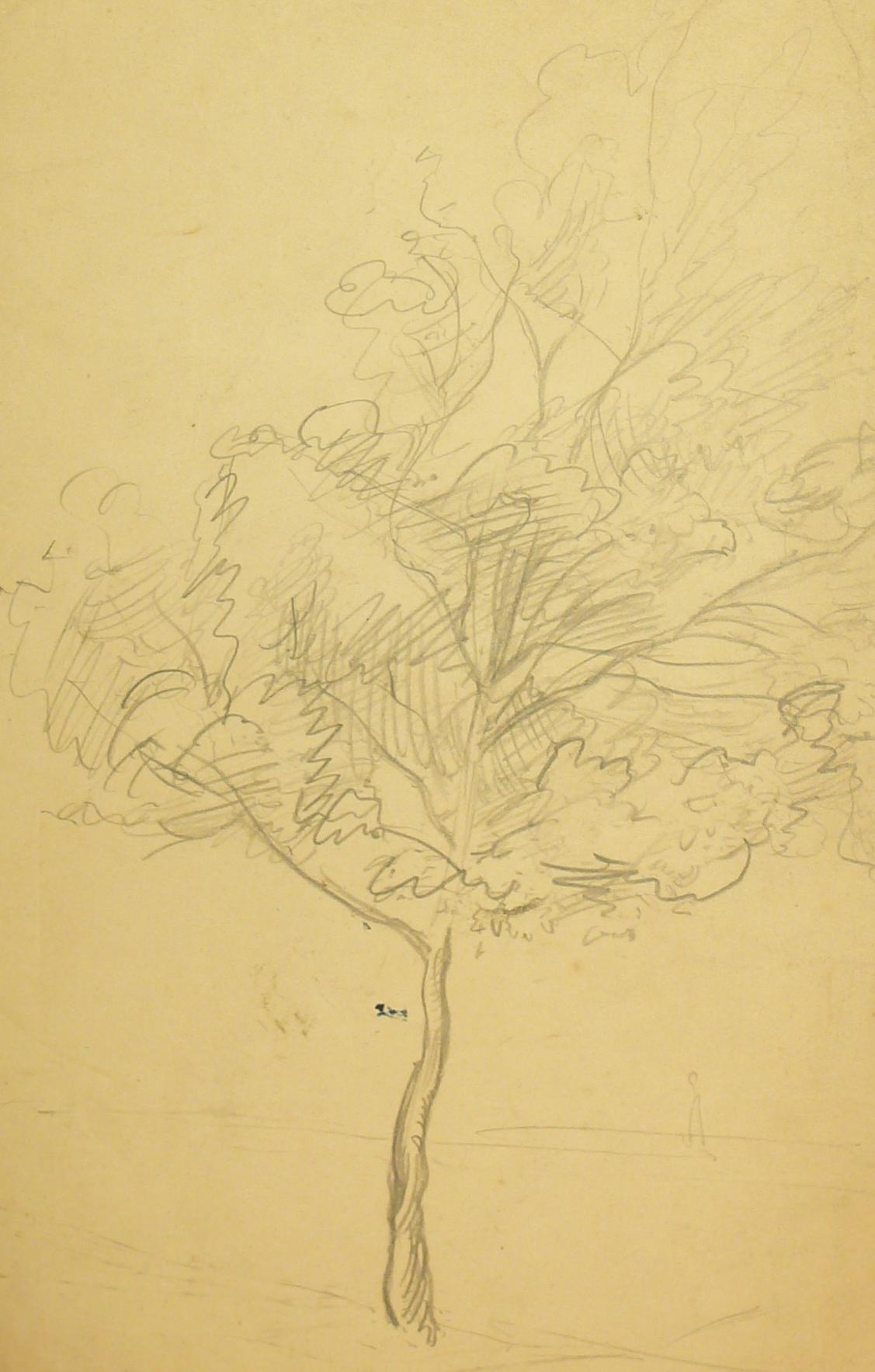 Ambrose McEvoy - M43. study of a tree